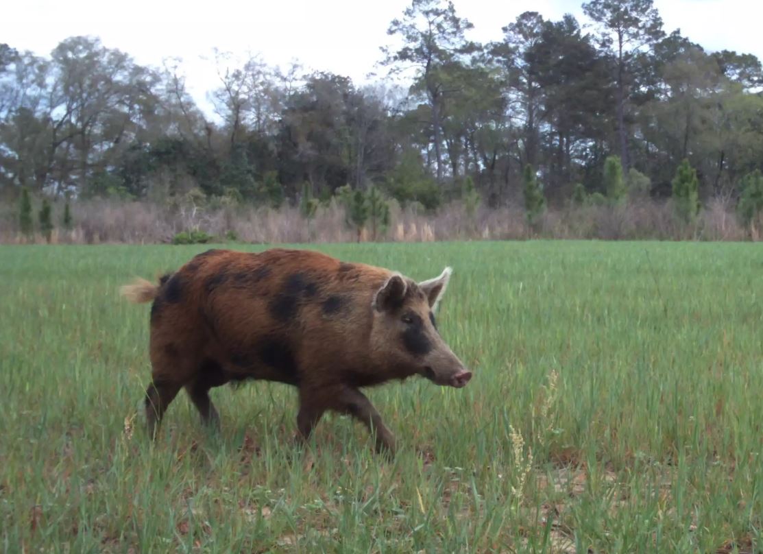 Nature and Wildlife | Hunters Green Community Association, Inc.
